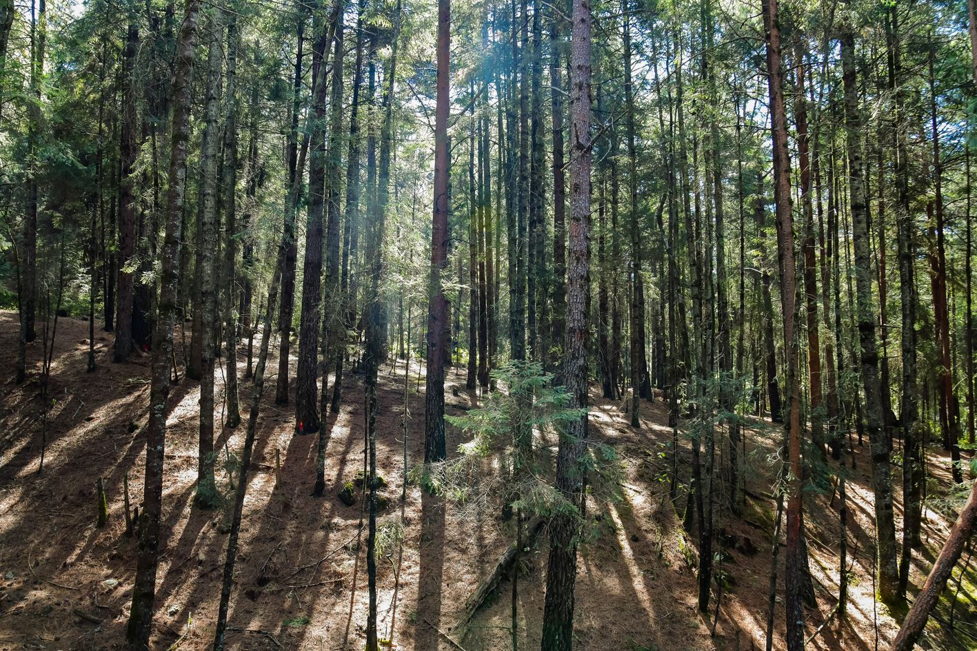 Ya te puedes inscribir a programas de Probosque; conoce sus beneficios – ALERTA TOLUCA