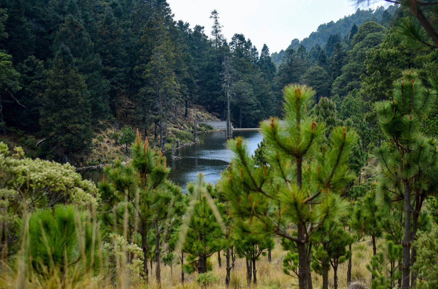 Ya te puedes inscribir a programas de Probosque; conoce sus beneficios – ALERTA TOLUCA